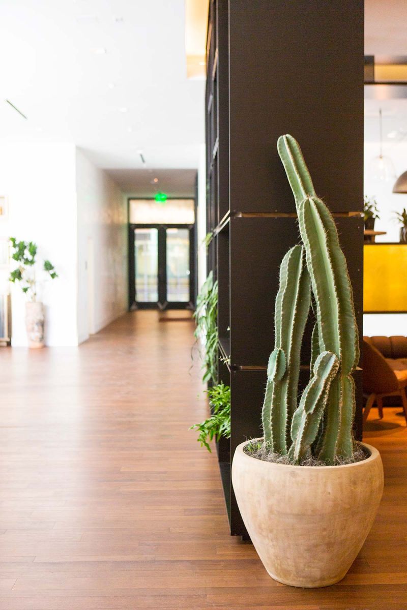 On the Grid : South Congress Hotel