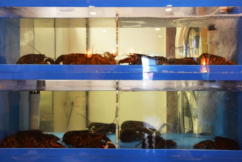 On the Grid : Dumpling House