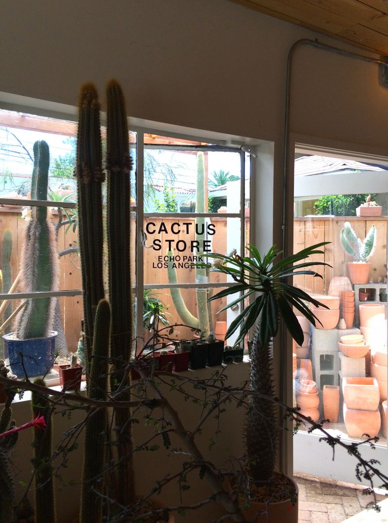 On the Grid : Cactus Store