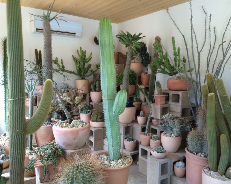 On the Grid : Cactus Store