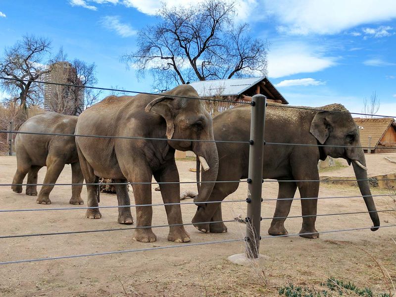 On the Grid : Denver Zoo