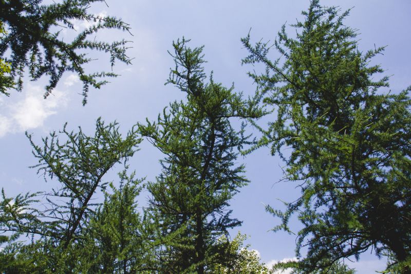 On the Grid : Kent Bog State Nature Preserve