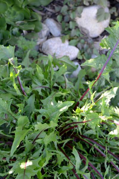 On the Grid : The Ron Finley Project