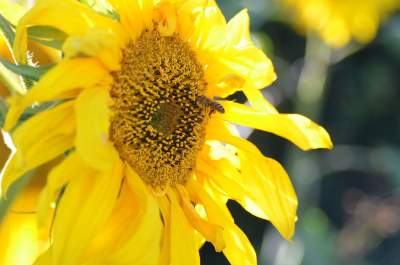 On the Grid : The Ron Finley Project