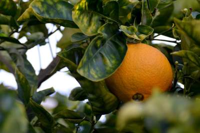 On the Grid : The Ron Finley Project