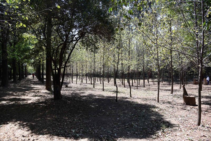 On the Grid : Viveros de Coyoacán