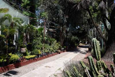 On the Grid : Viveros de Coyoacán