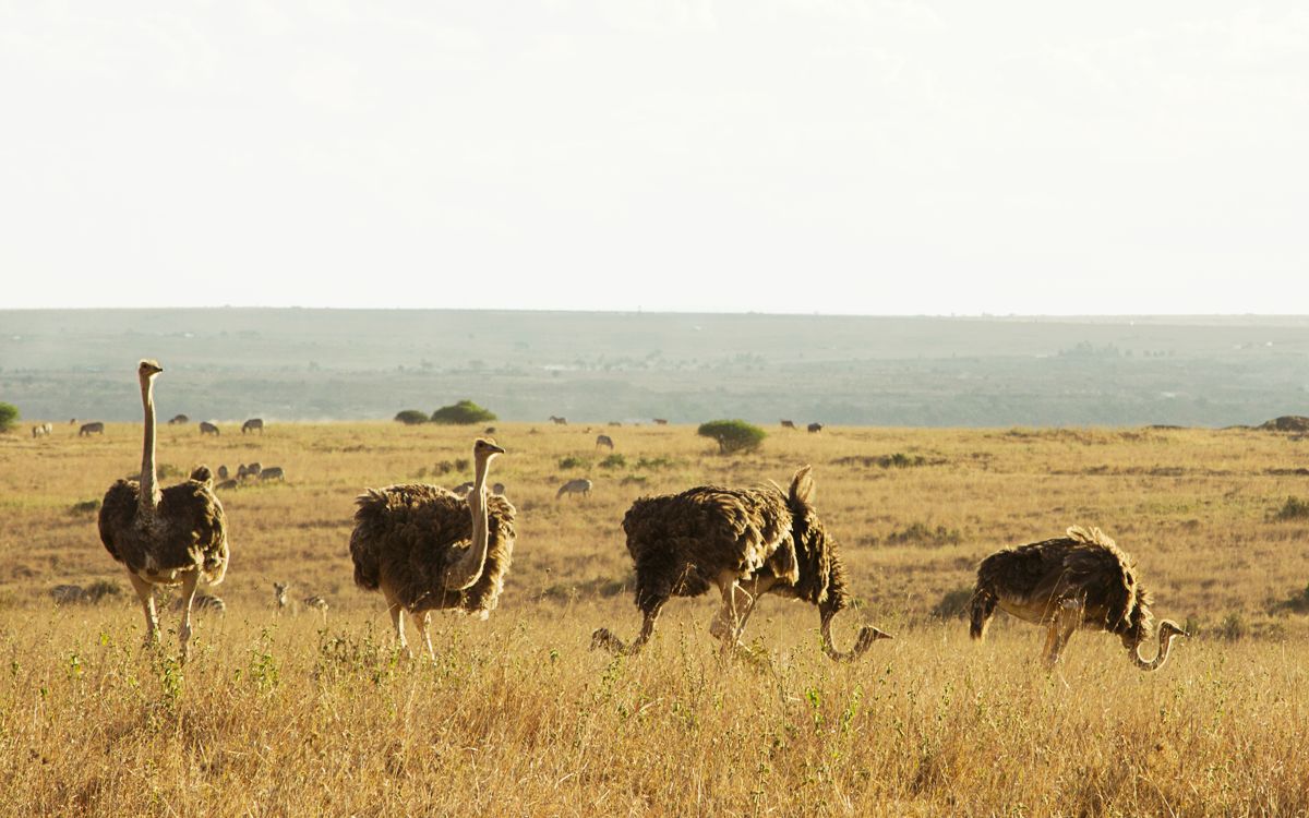 On the Grid : City guides by local creatives