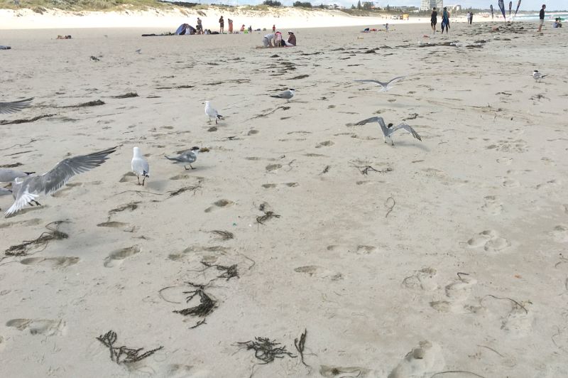 On the Grid : Trigg Beach