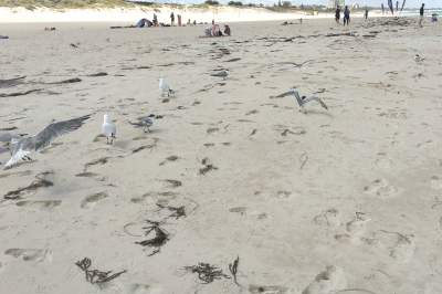 On the Grid : Trigg Beach