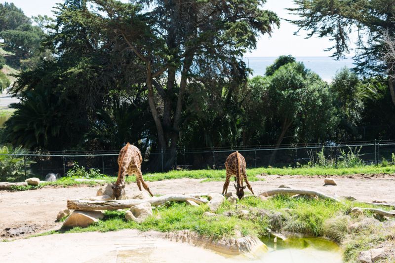On the Grid : Santa Barbara Zoo