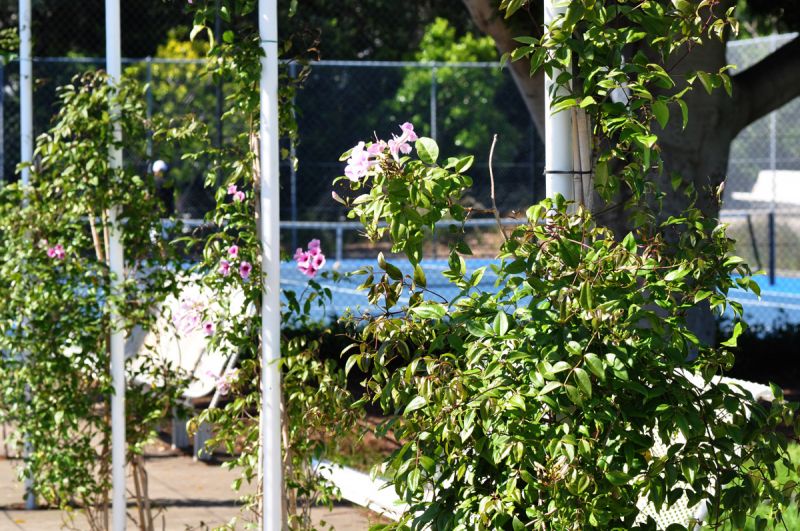 On the Grid : Prince Alfred Park